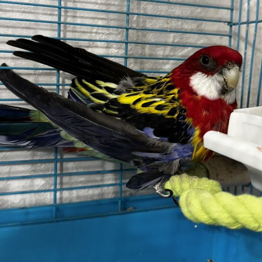 Попугай розелла