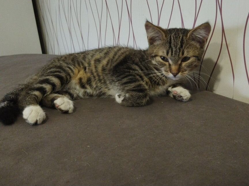 Кошечка в добрые руки