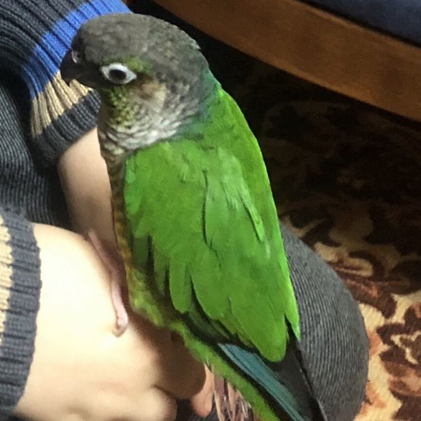 Попугай перрура молине