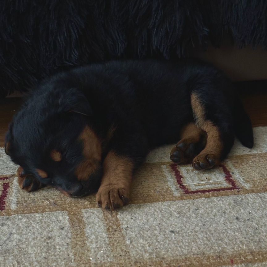 Ротвейлер, щенок