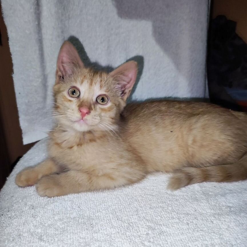 Тима, 4,5 мес