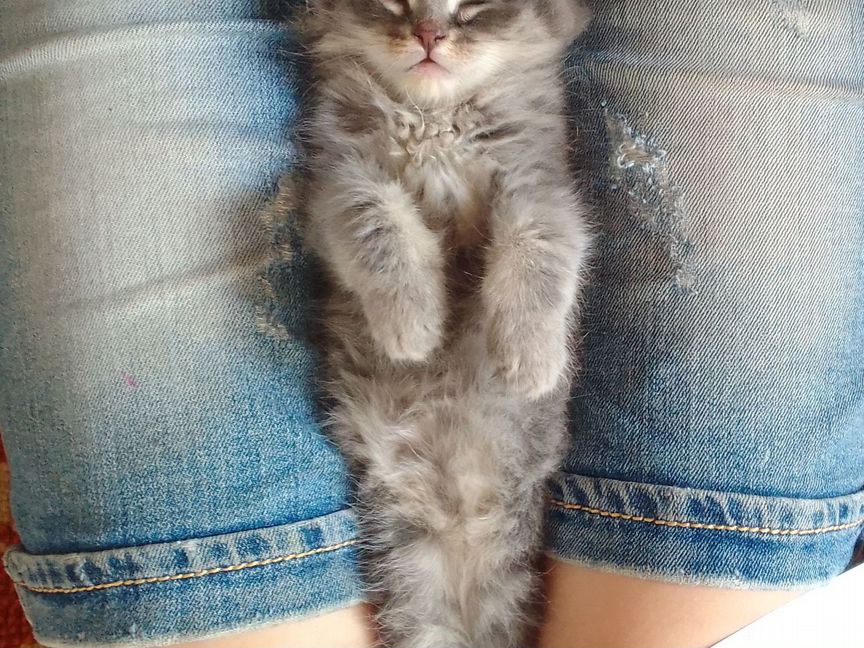 Котенок в добрые руки