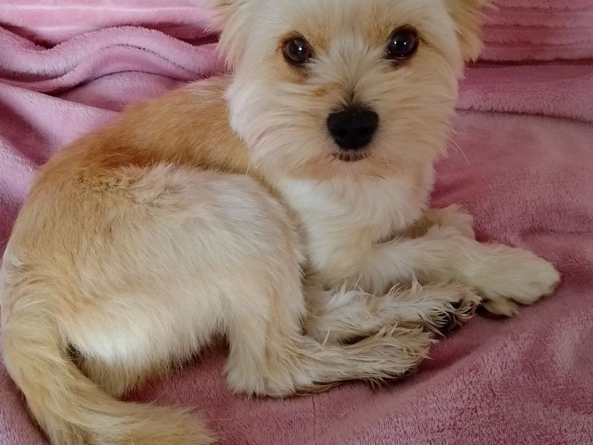 Йорк вязка мальчик