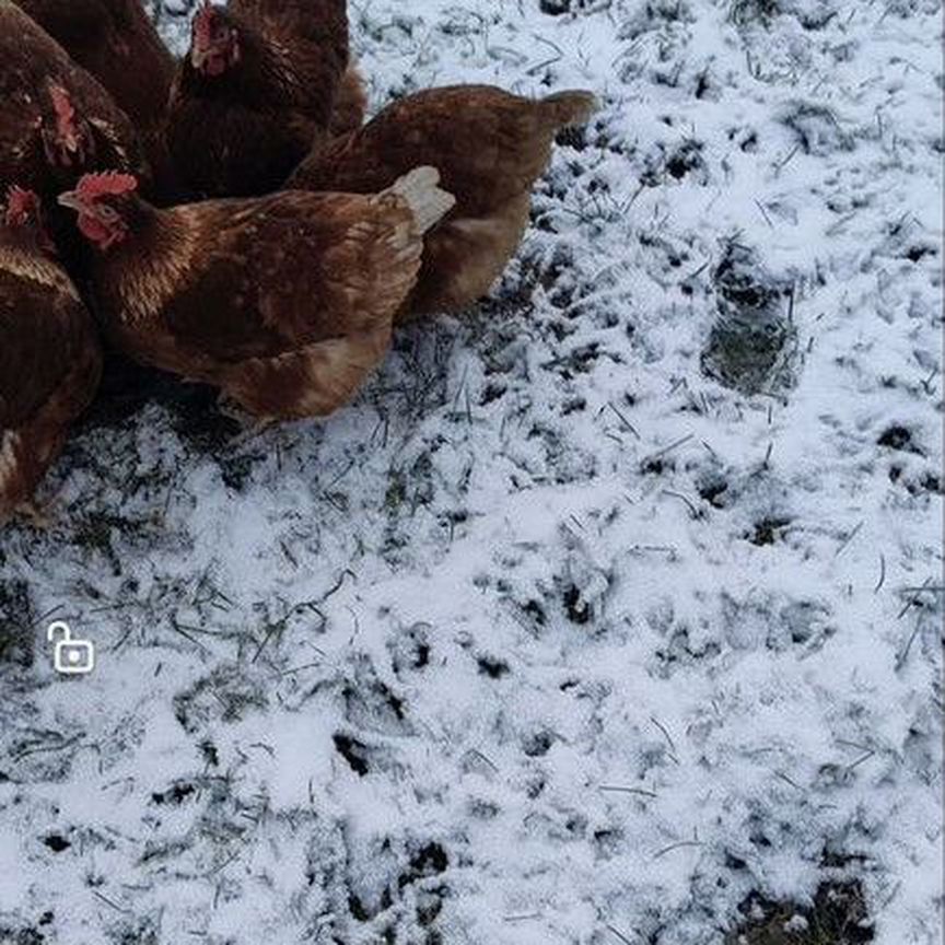 Курицы несушки домашние
