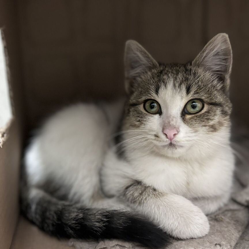 Котенок девочка воспитанная