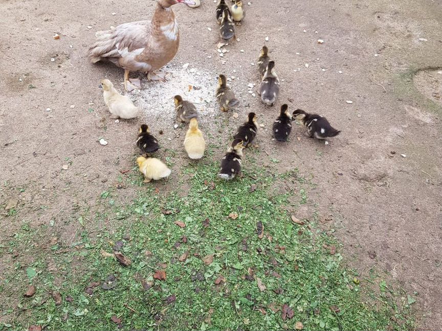 Индоутка с утятами