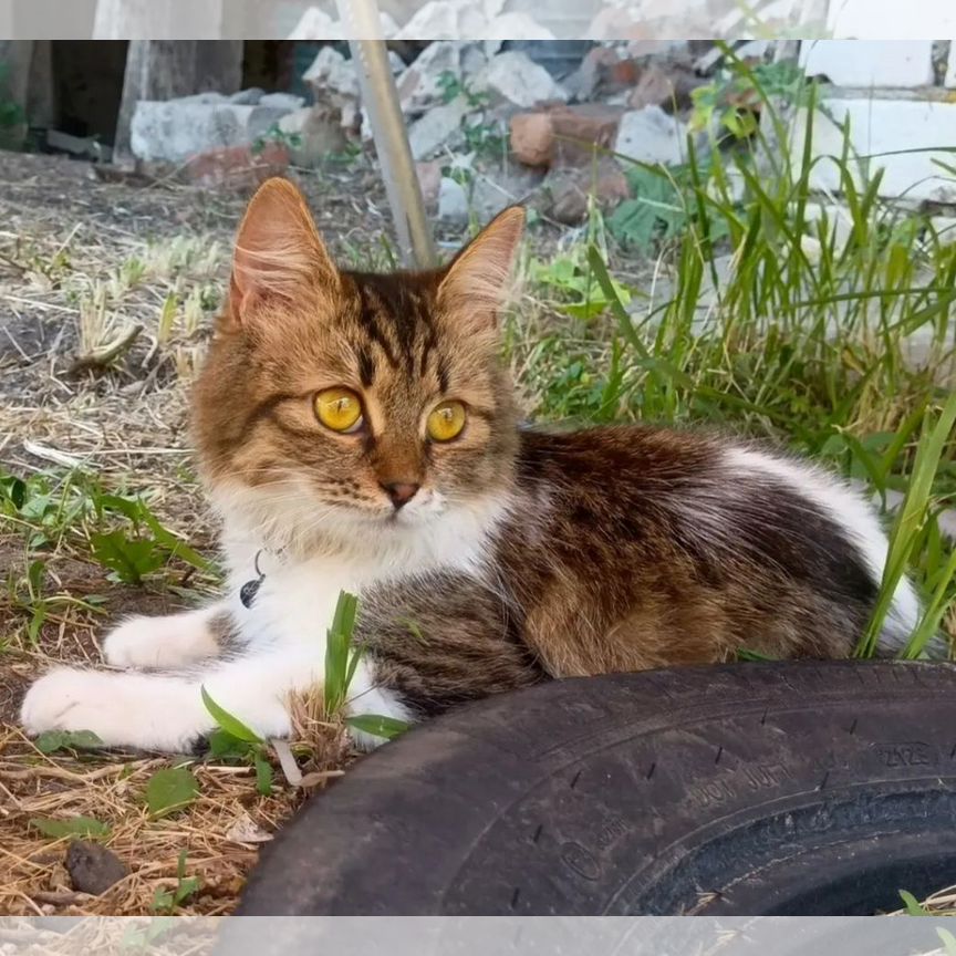 Котёнок в добрые руки