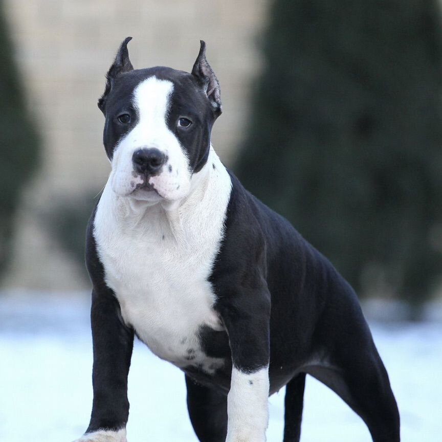 Черный тяжелый мальчик,питомник