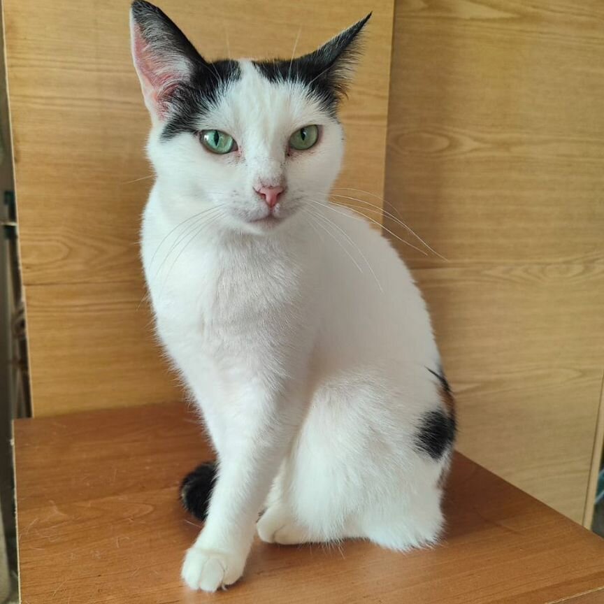 Взрослая, Девочка кошка в добрые руки