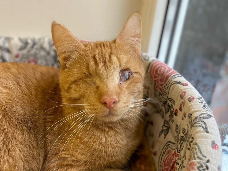 Рыжее солнышко Болик ищет дом