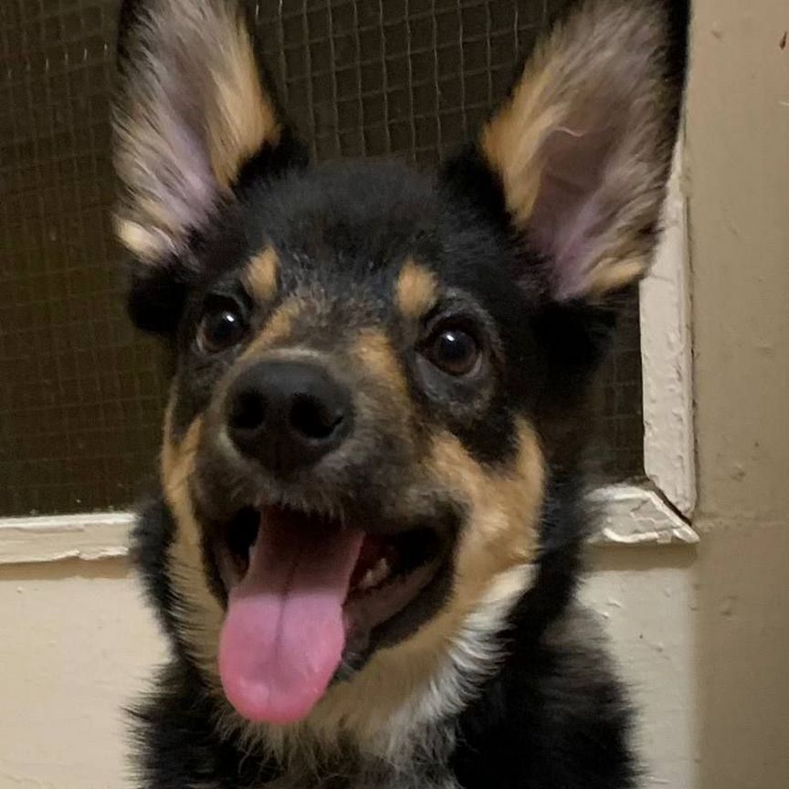 Собака-щенок в дар 5,5мес