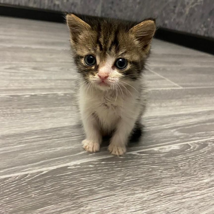 Котята для счастья