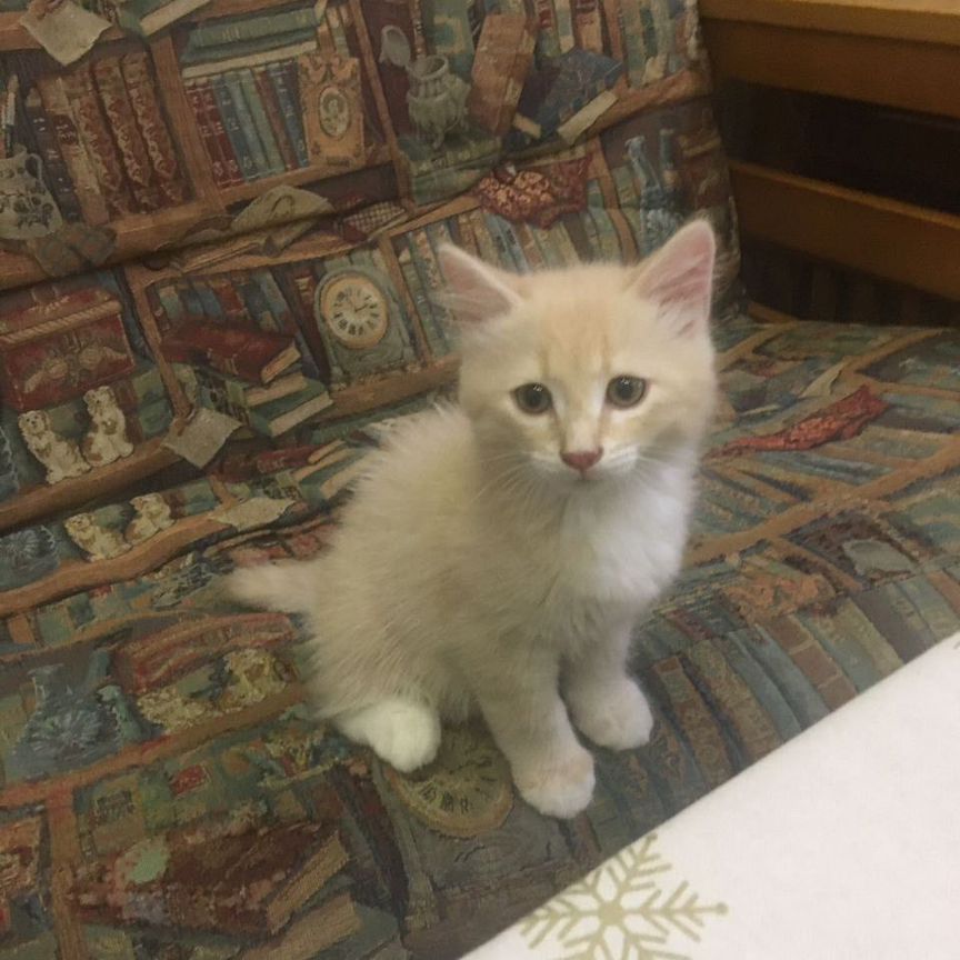 Котенок