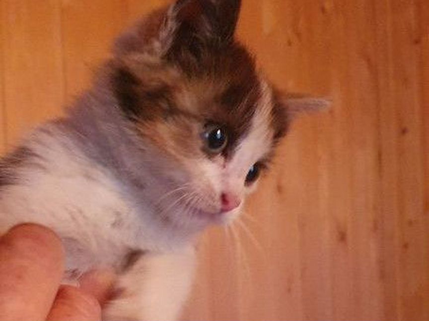 Кошка