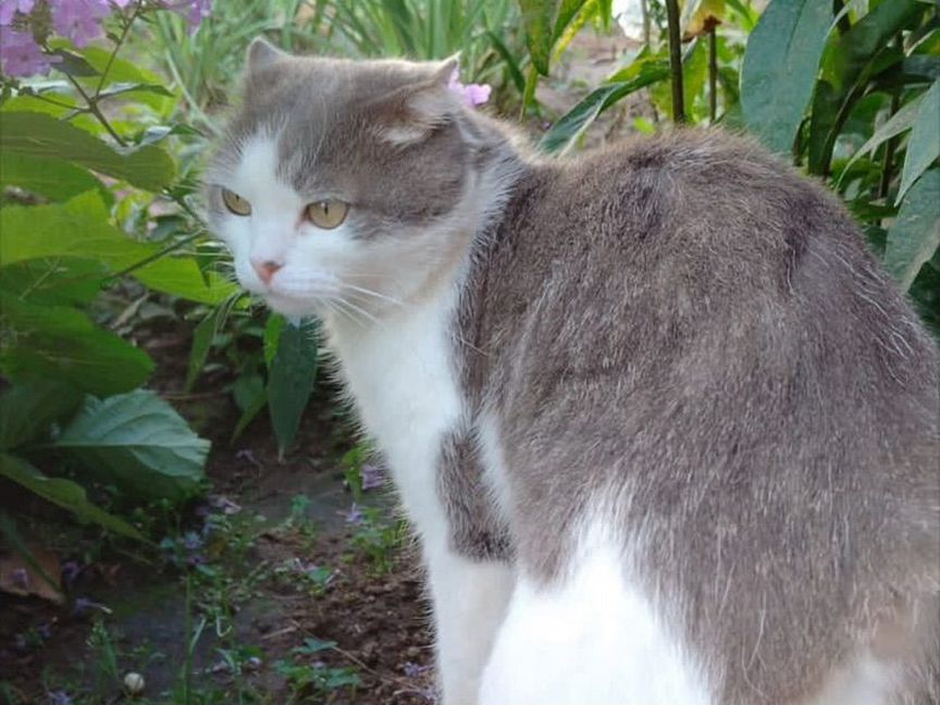 Кошечка вислоухая