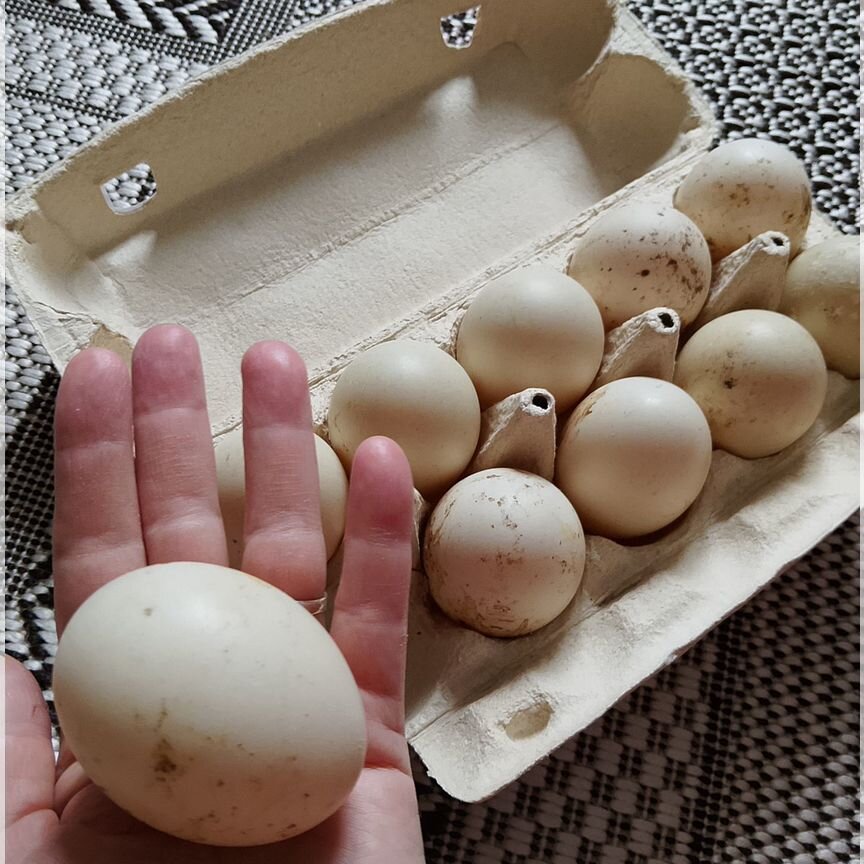 Яйца мускусной утки