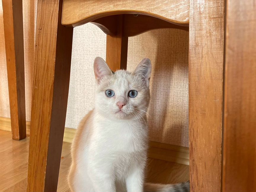 Кошка, котенок девочка