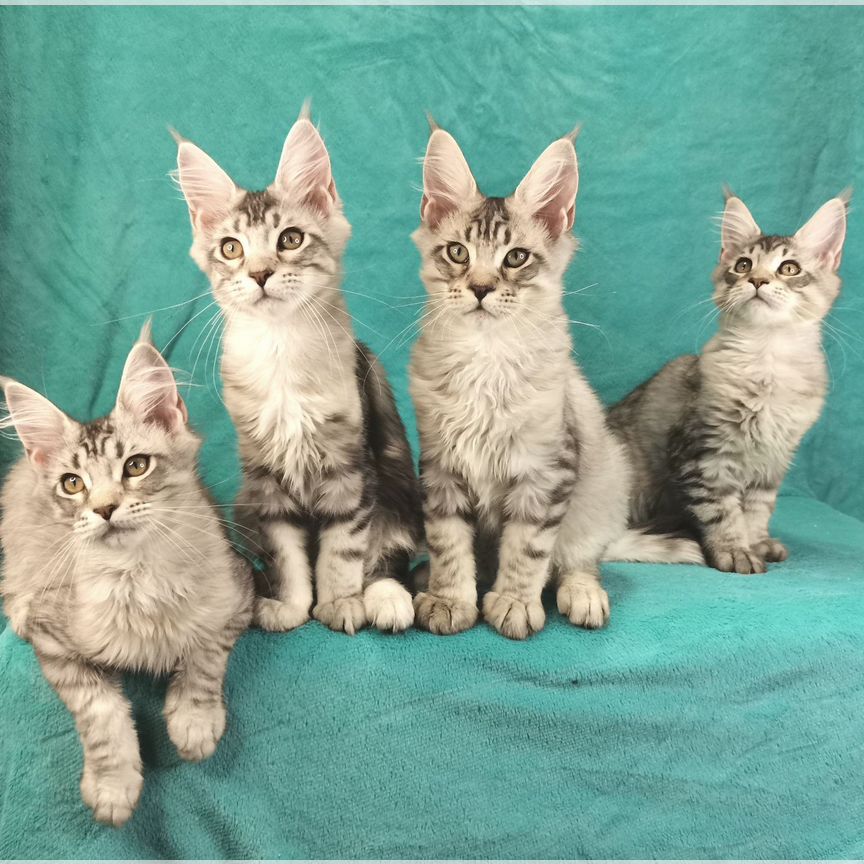 Мейн-кун котёнок