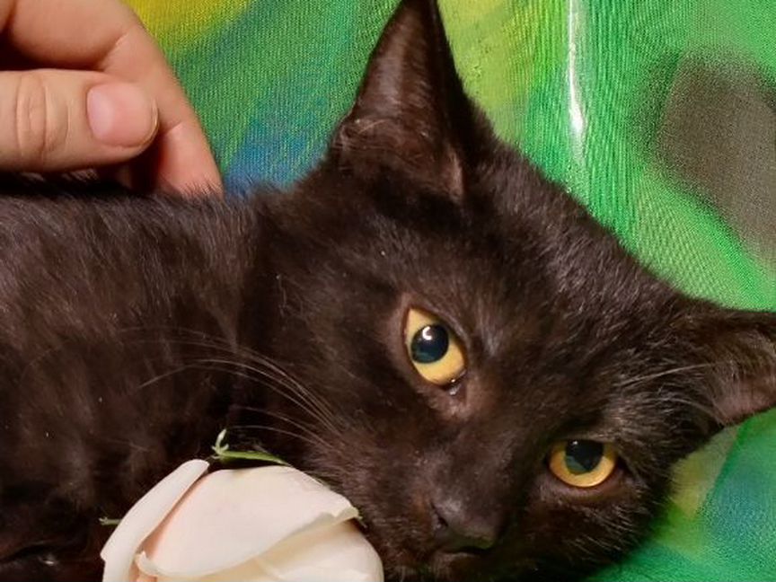 Котенку нужна семья