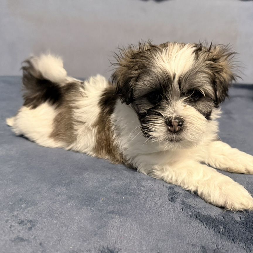 Ши-тцу, щенок