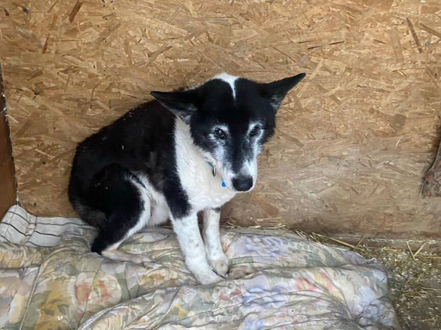 Собаки старички дрожат от холода в приюте