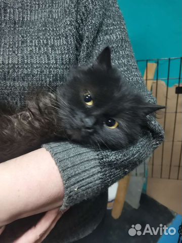 Кошка