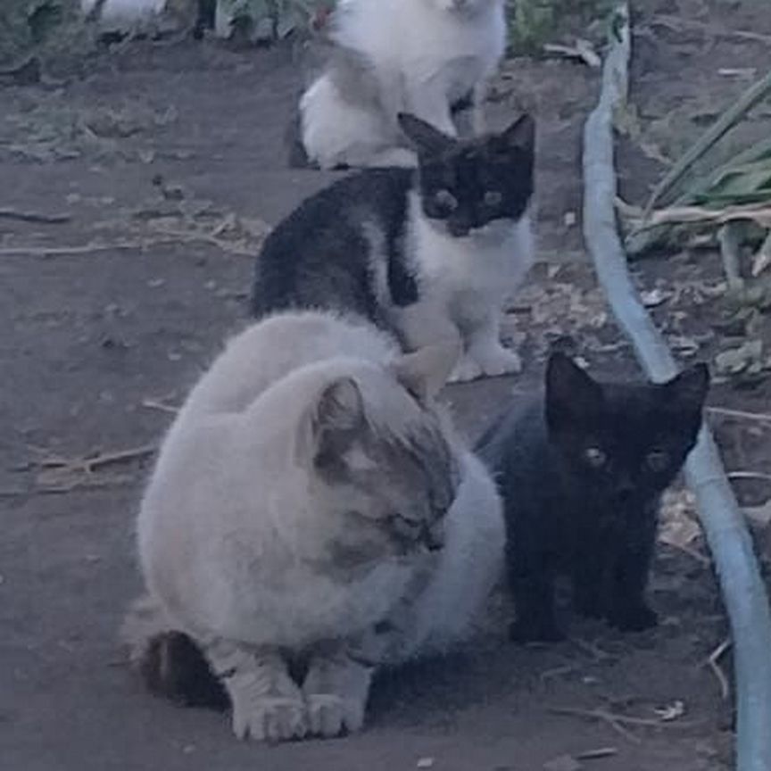 Котята в добрые руки бесплатно