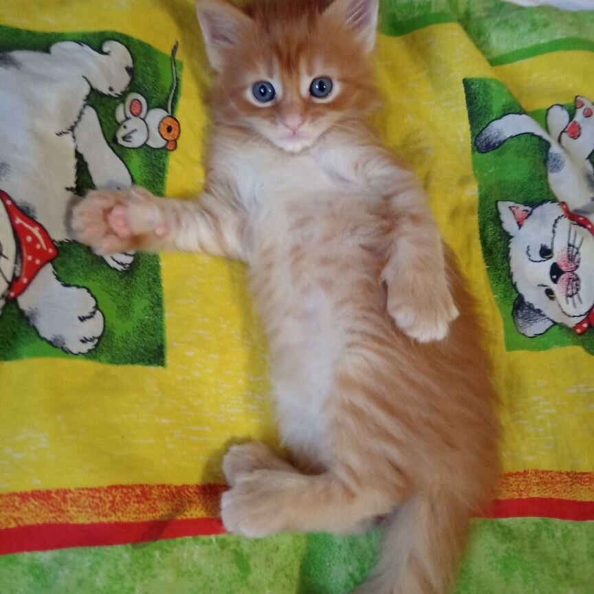 Чистокровный Американский Мейн Кун