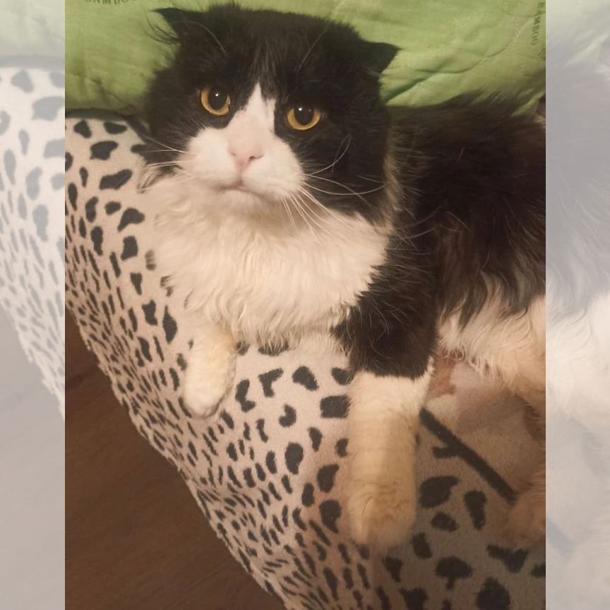 Взрослый кот в добрые руки