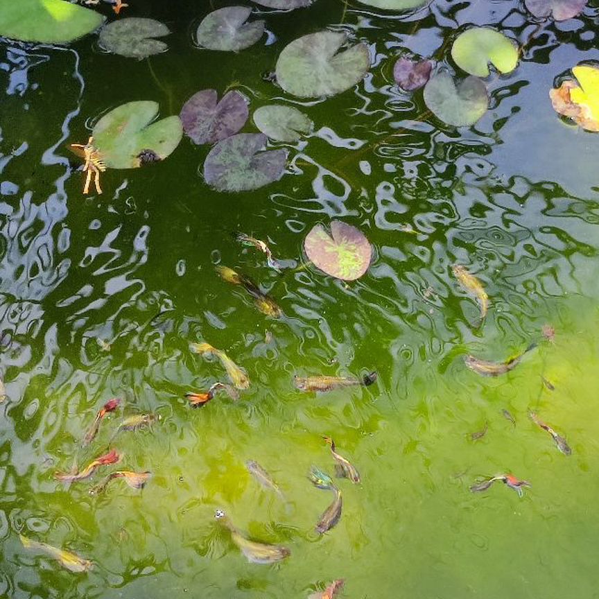 Рыбки гуппи