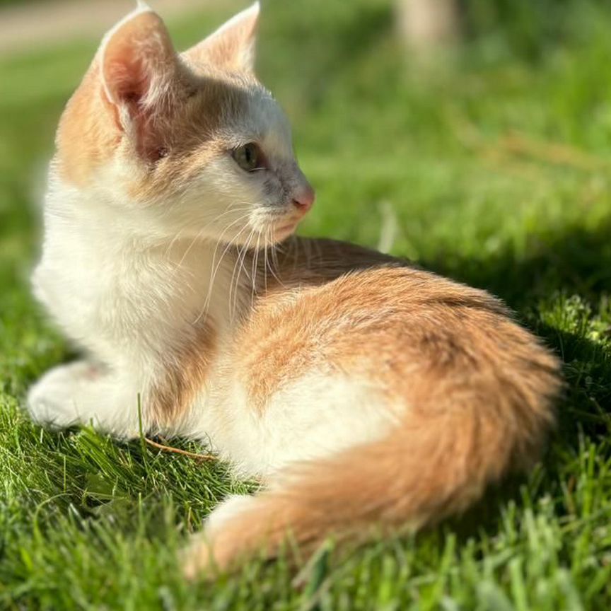 Рыжий котенок в добрые руки
