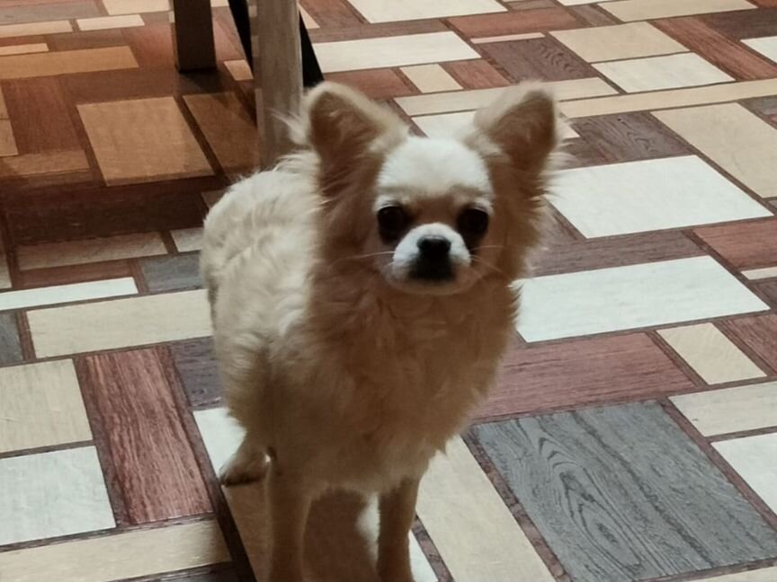 Чихуахуа щенок