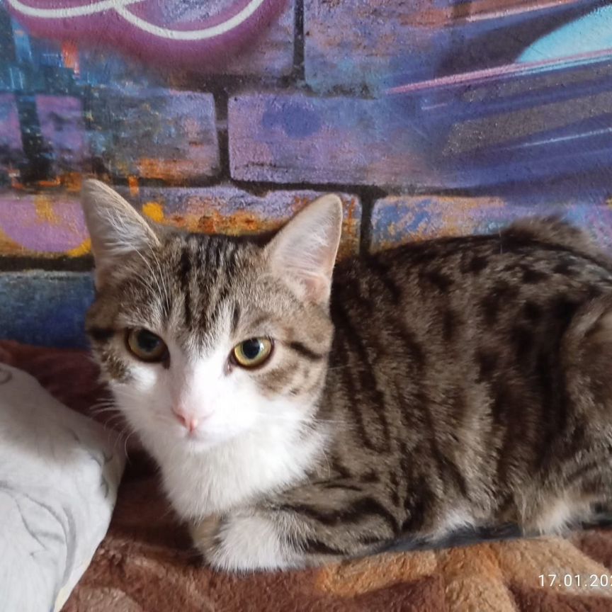 Пристраивается в добрые руки