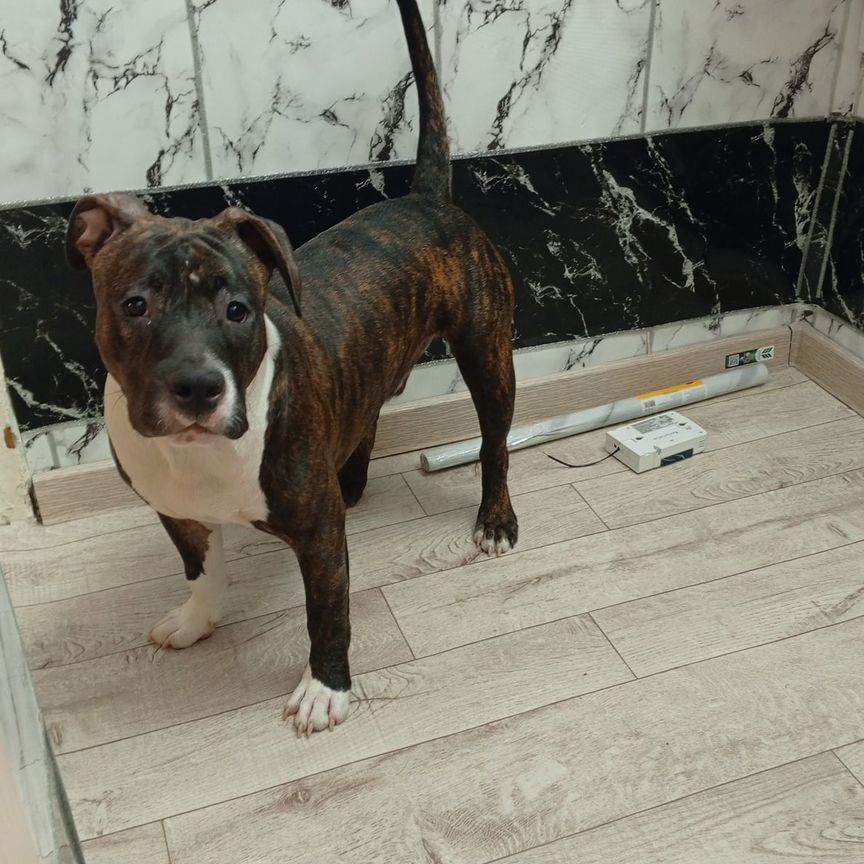 Американский стаффордширский терьер, щенок