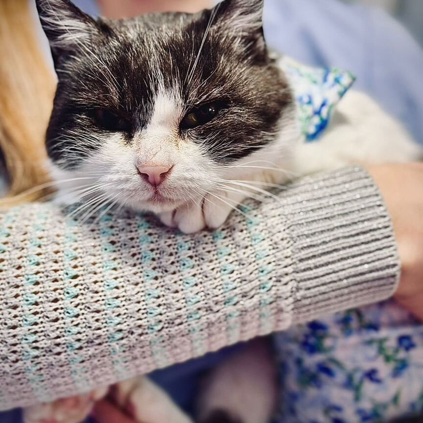 Кошечка в добрые руки