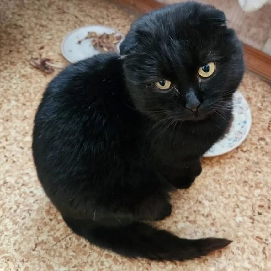 Котик в добрые руки