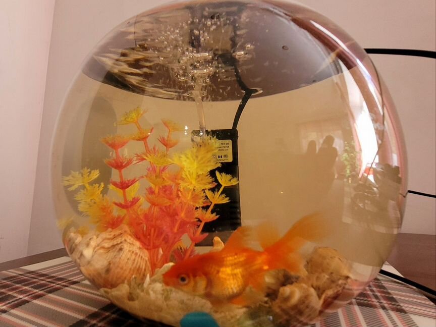 Аквариум золотой рыбкой и сомиком