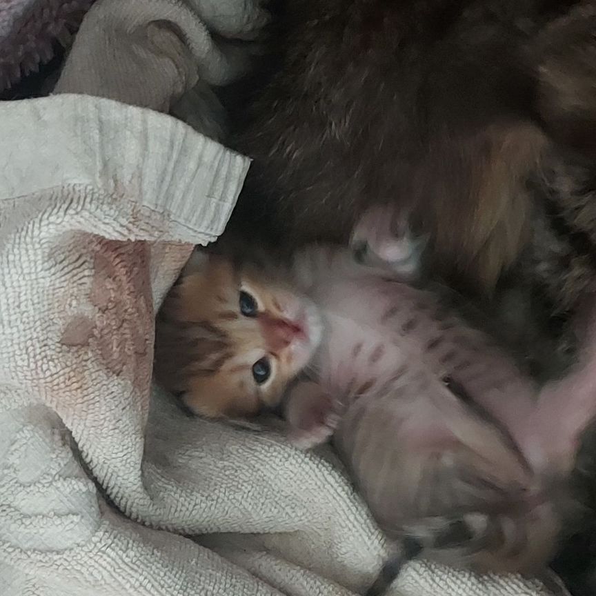 Котята
