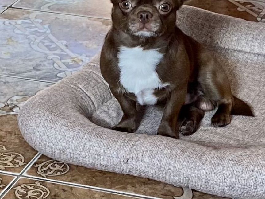 Кобелек для вязки