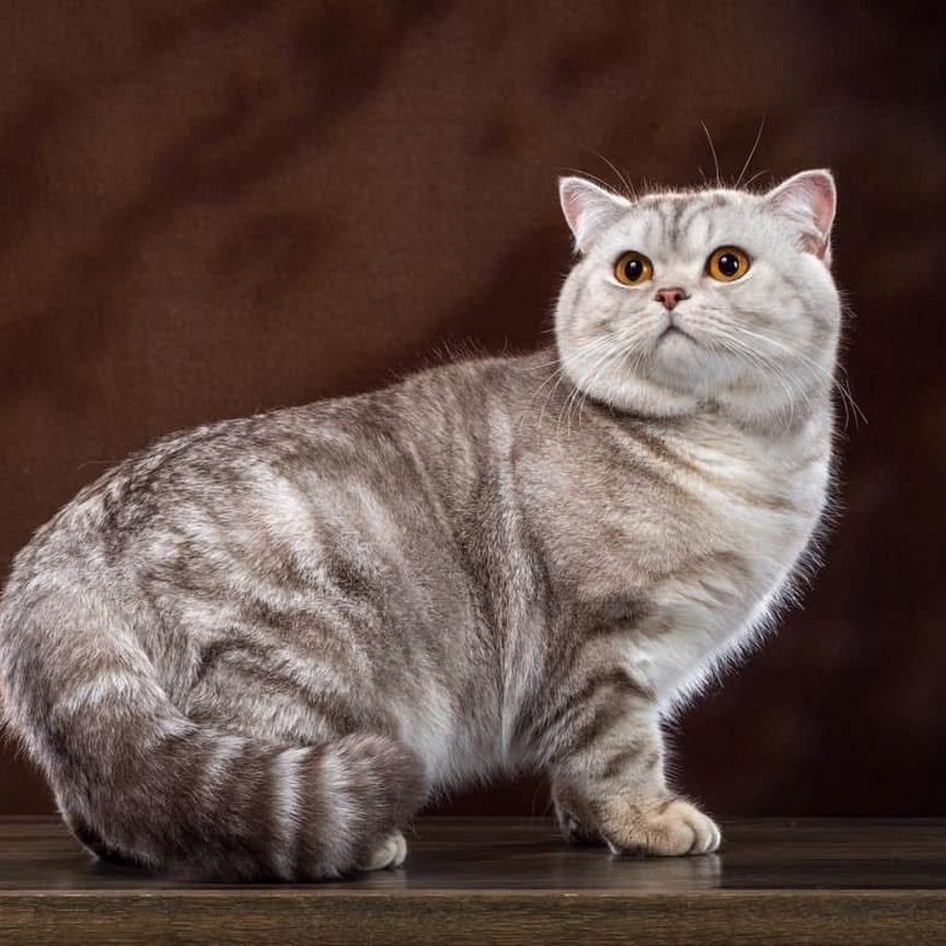 Британский кот