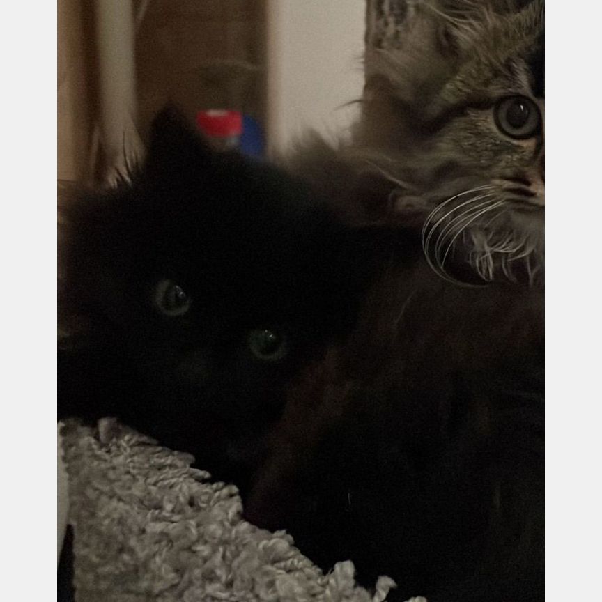 Сибирский котенок в добрые руки