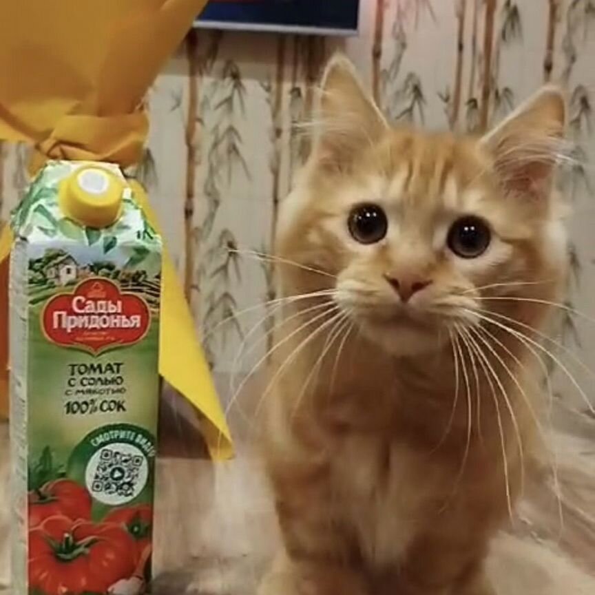 Русский Медведь