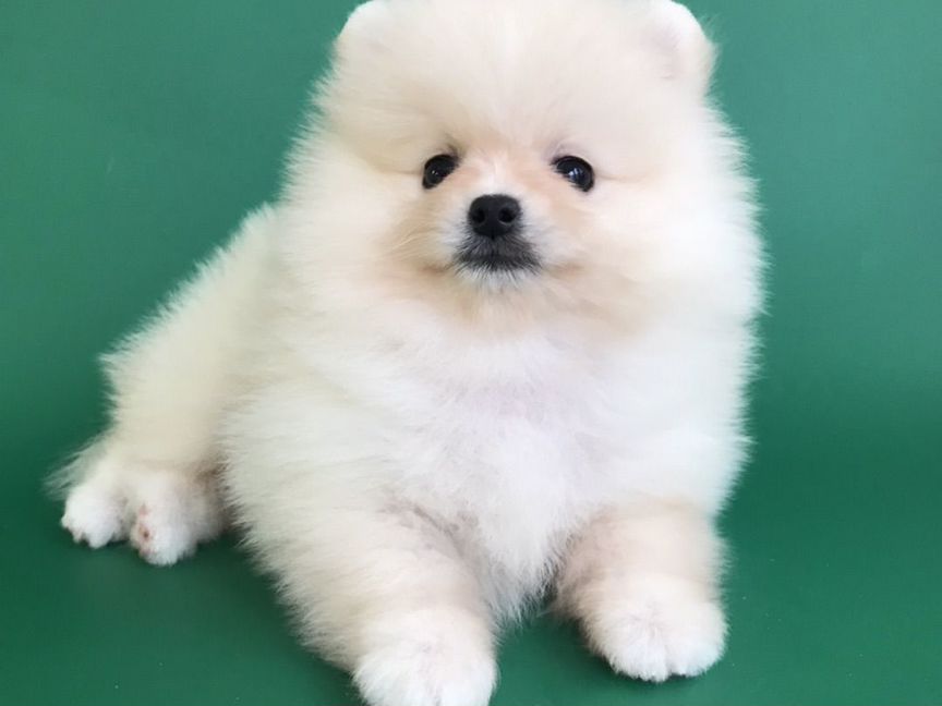 Милые девочки померанского шпица