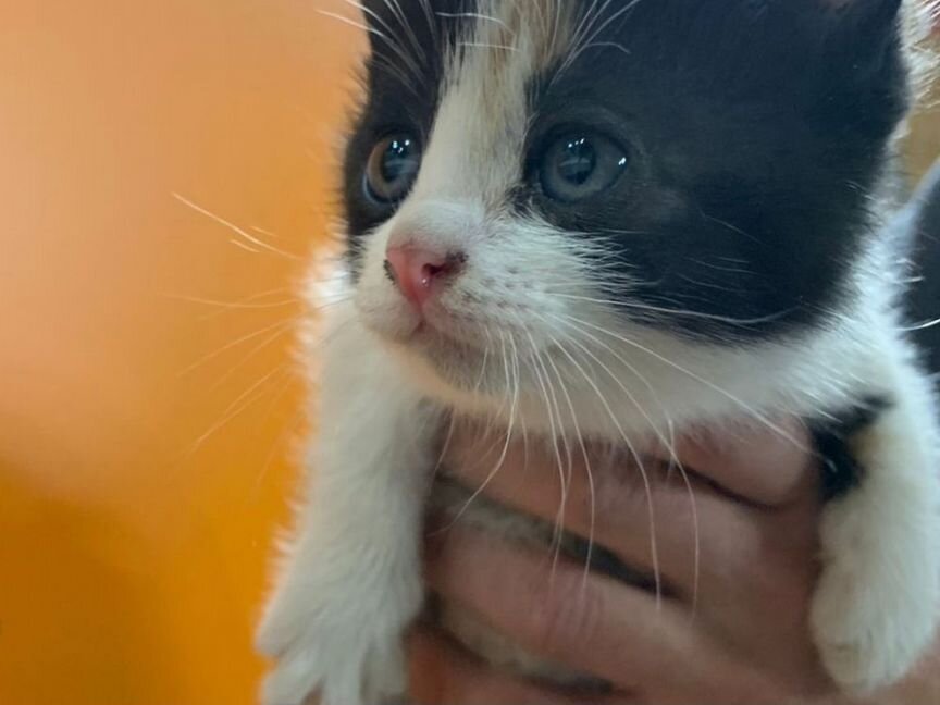 Крошка с ладошку котенок девочка