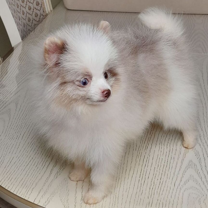 Померанский шпиц, щенок