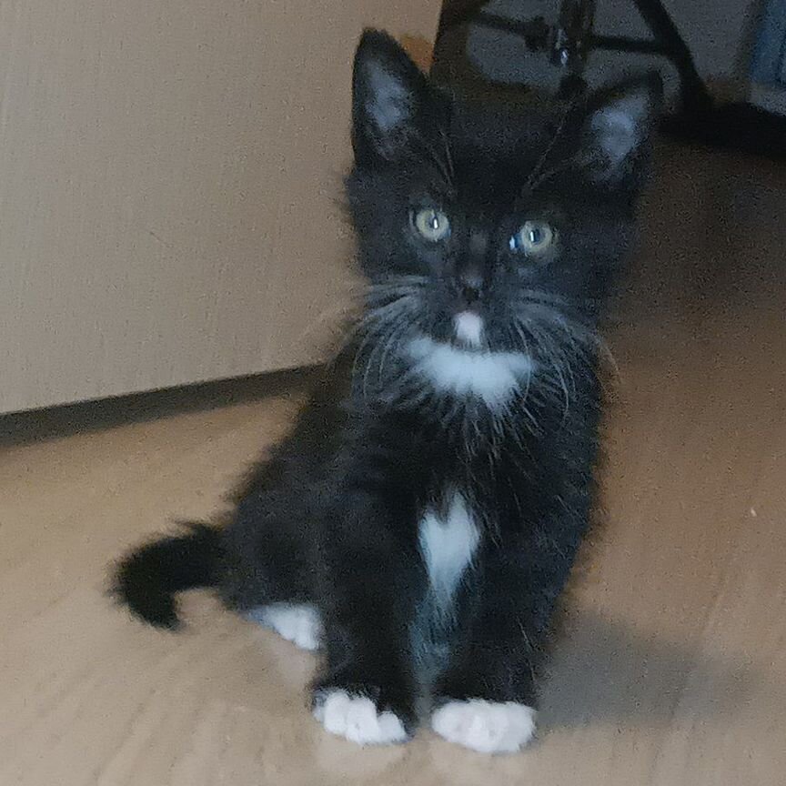 Котёнок в добрые руки