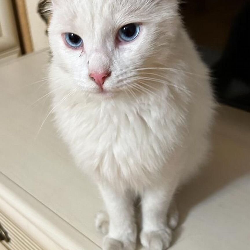Голуболазый котик