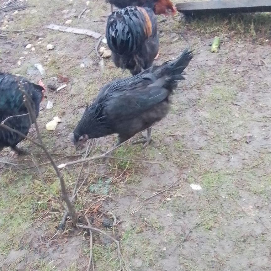 Петухи Ухейилюй и др