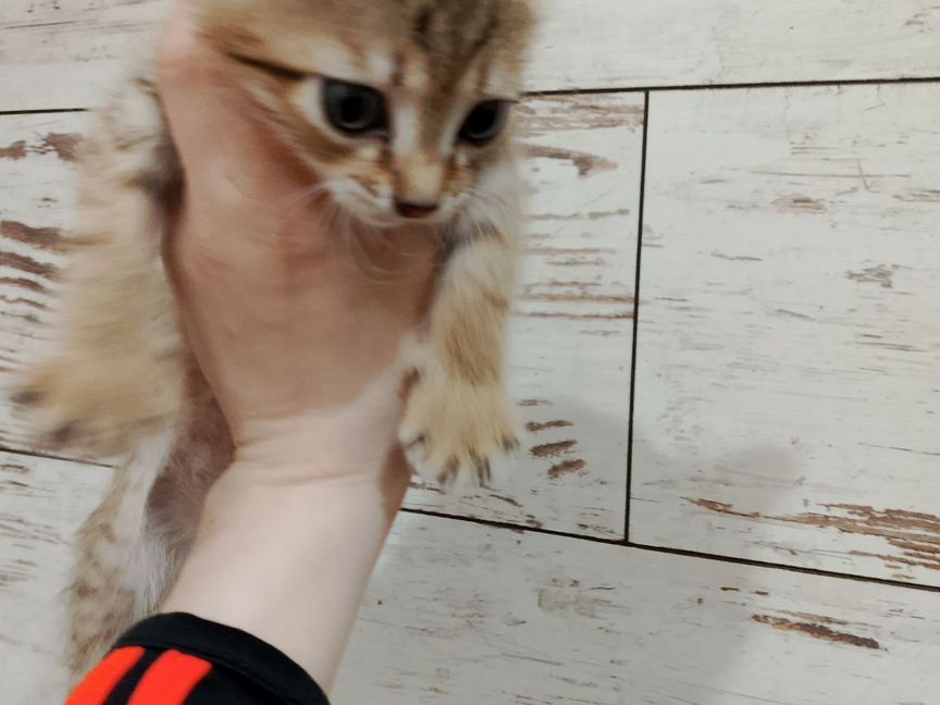 Донской сфинкс котята