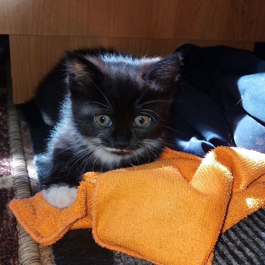 Котёнок в добрые руки